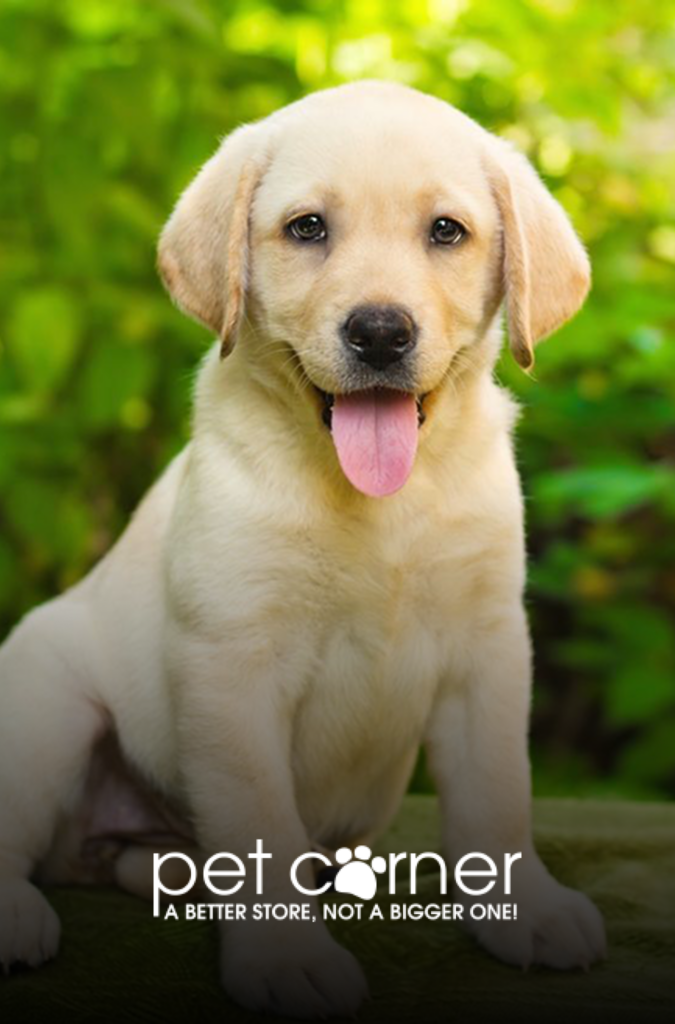 Pet Corner Success Story | Digital Marketing Portfolio | The QA